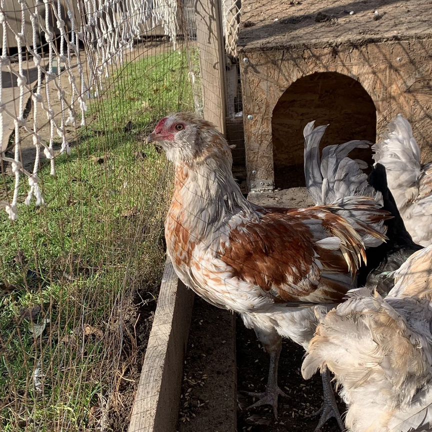 Петух амераукана