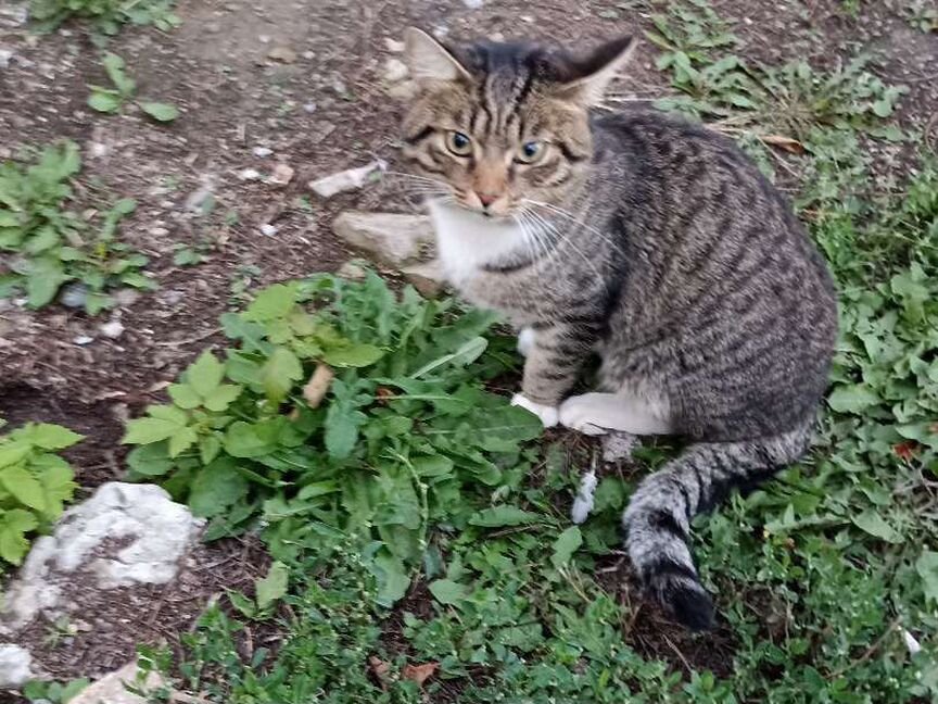 Кошка