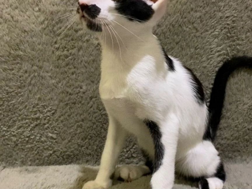 Ориентальный котик