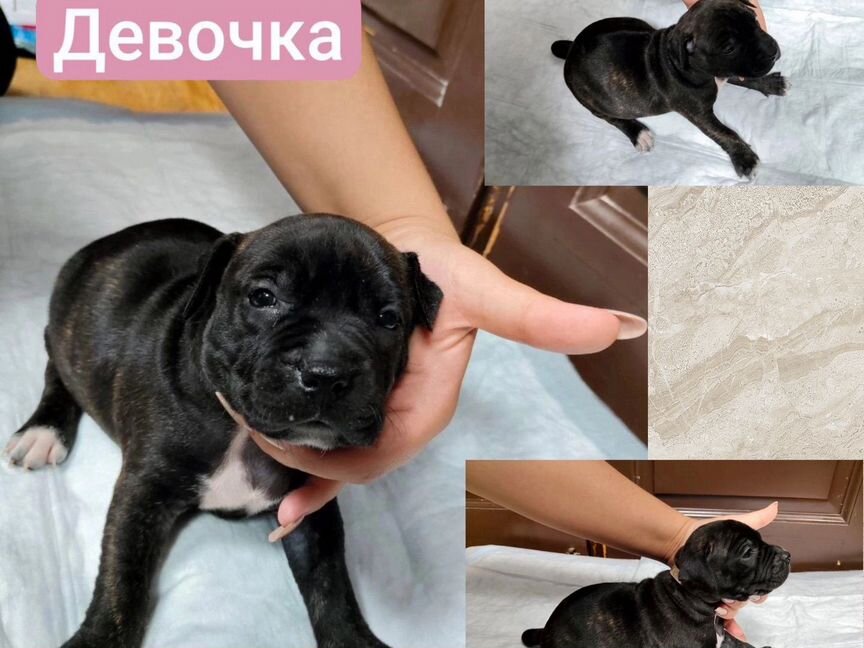 Щенки питбуля