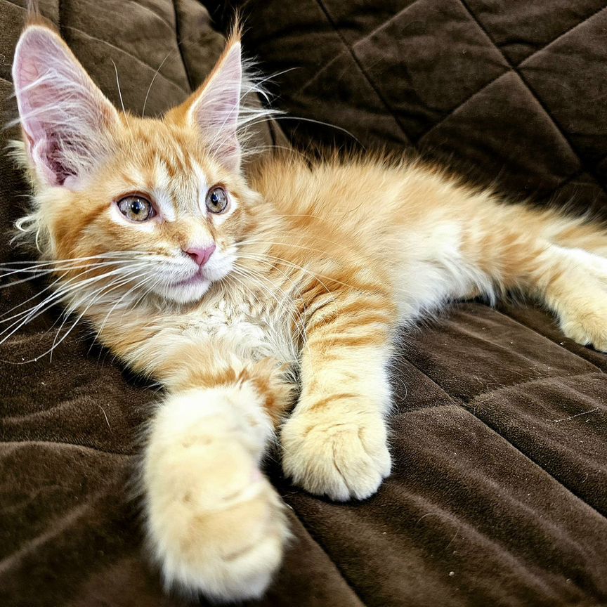 Котята Мейн-кун