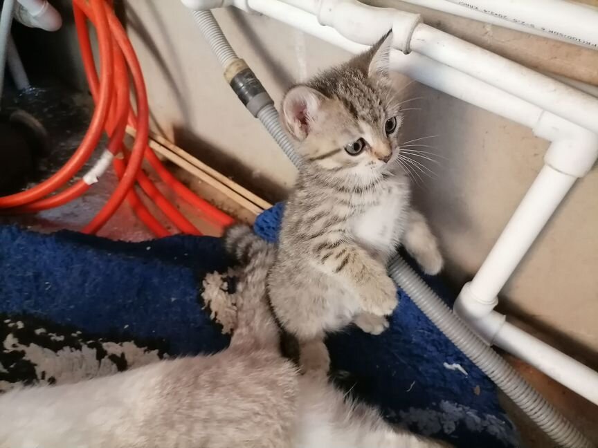 Британские котята