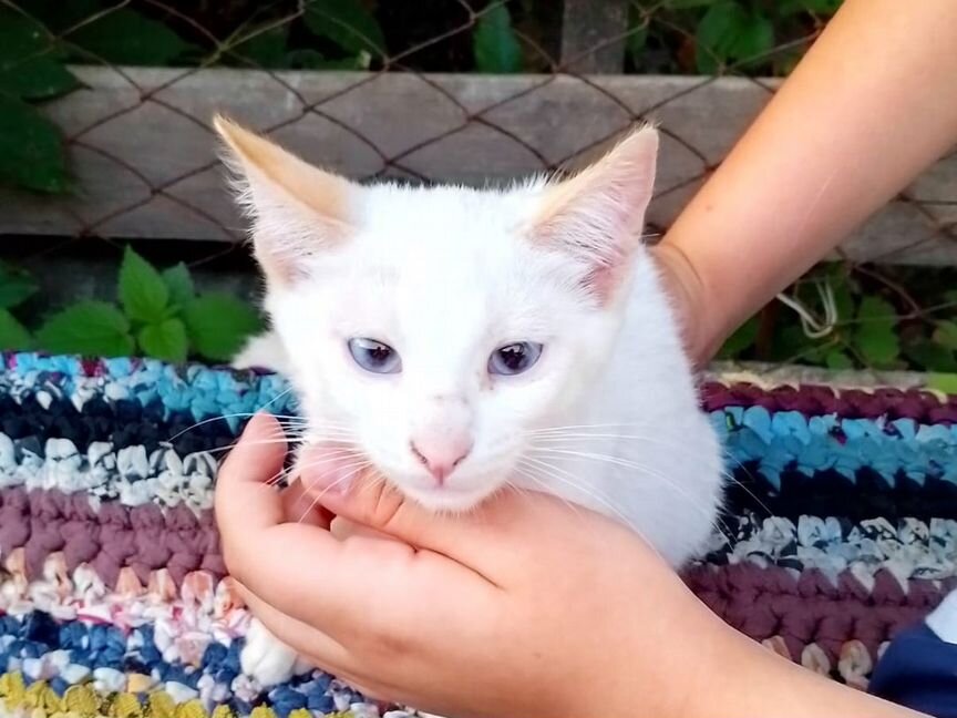 Отдаём котёнка в добрые руки