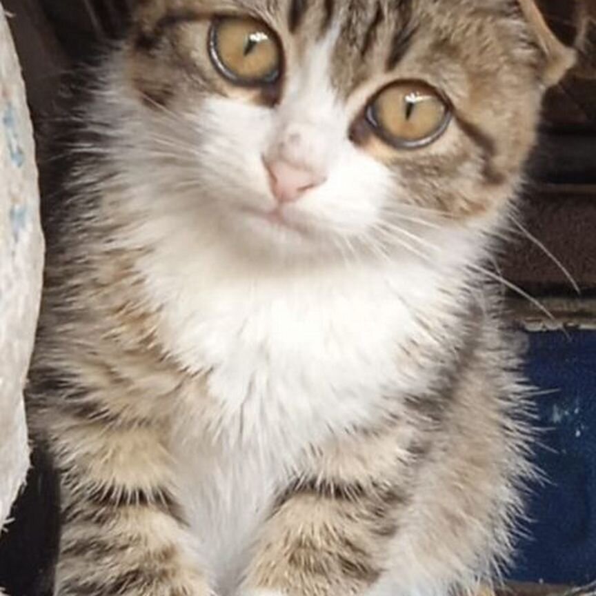 Котенок в добрые руки