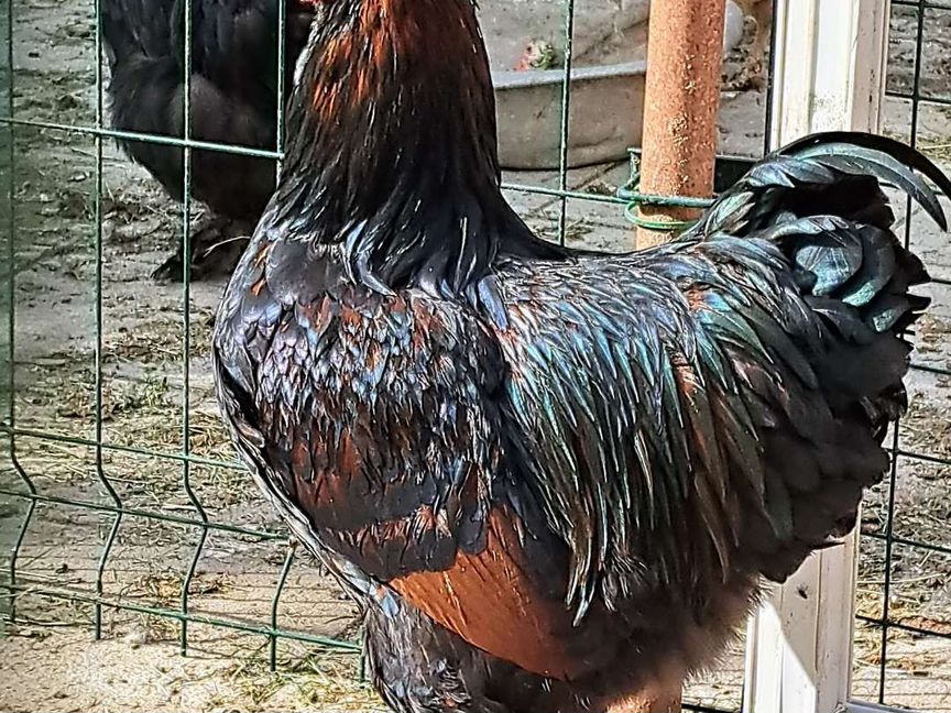 Петухи барневельдер