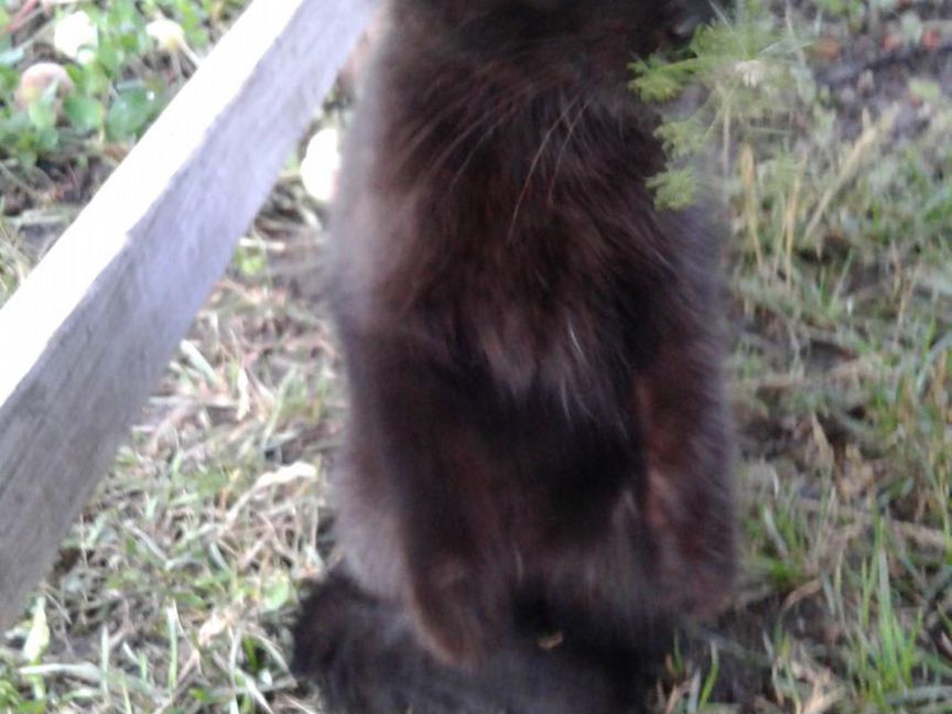 Котик около 3х мес