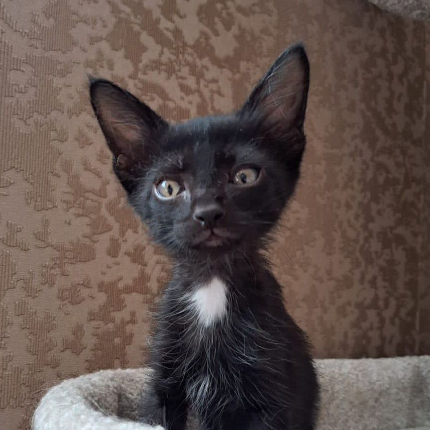 Котенок гав в добрые руки