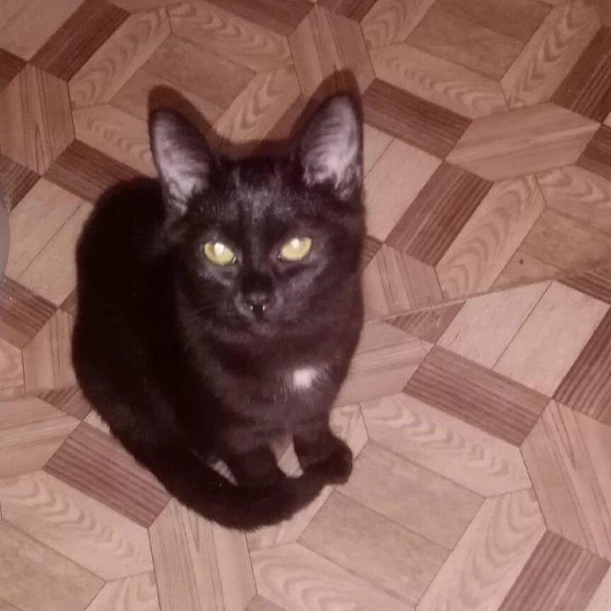 Кошечка ищет дом