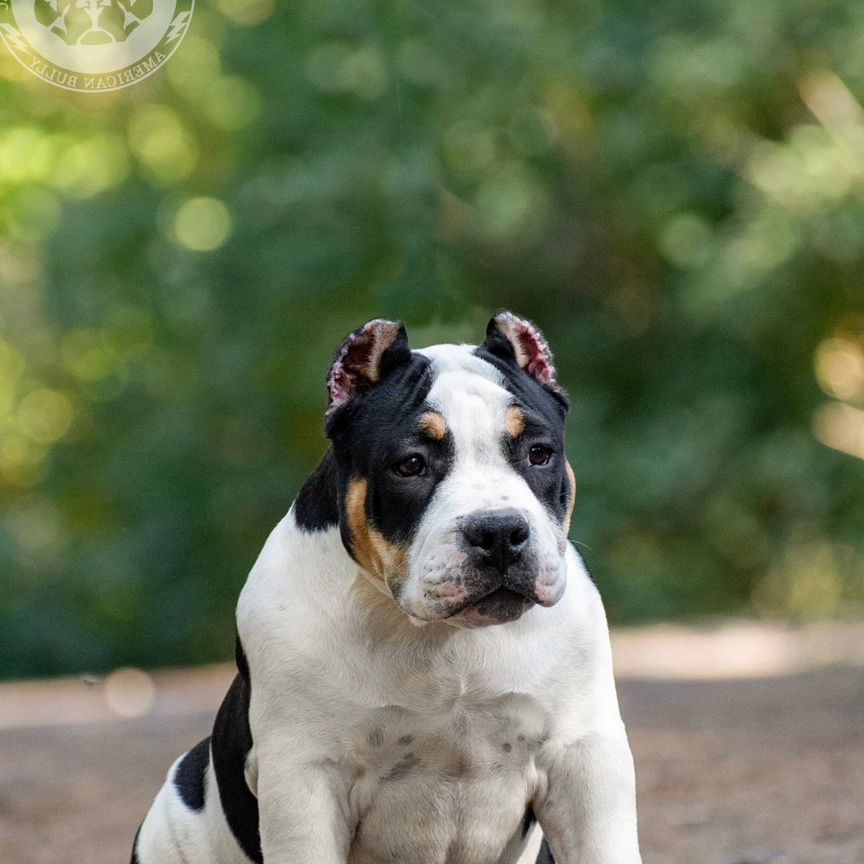 Щенок Американский булли