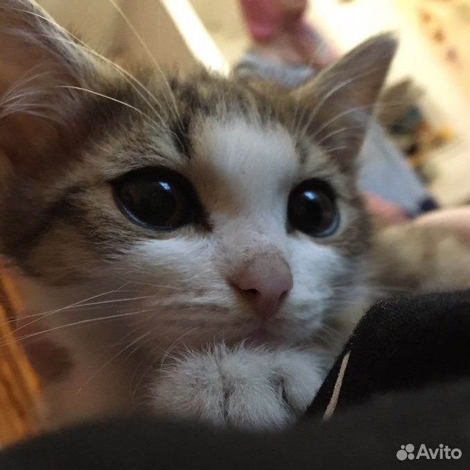 Котята в добрые руки (поселок Роза)