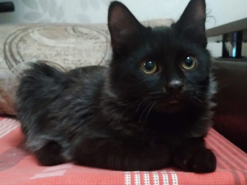 Грустный котенок