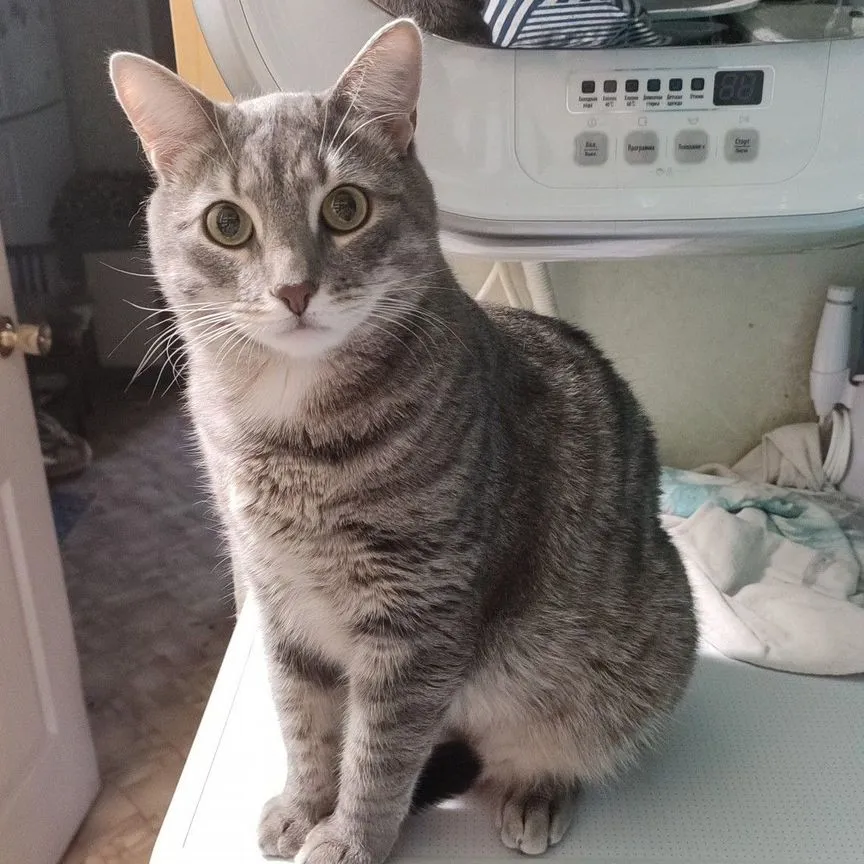 Отдам кота