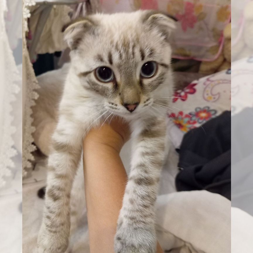 Бенгальские котенок бесплатно