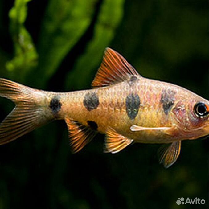 Барбус Клоун, Эверетта - разводные