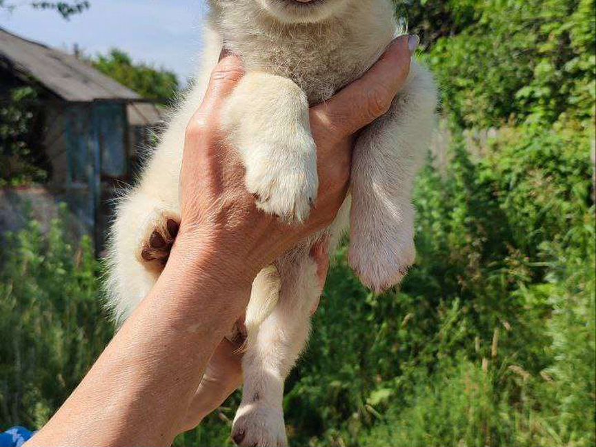 Щенок девочка