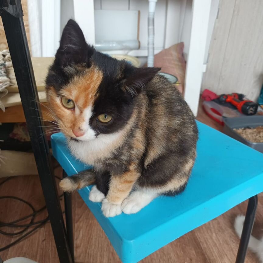 Котята в добрые руки бесплатно