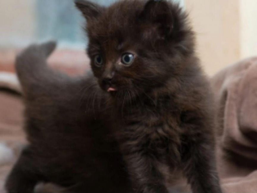 Котёнок гвоздика, 1.5 мес., шоколадного окраса