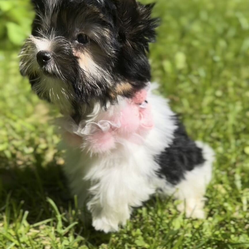 Мини девочка, 3 мес