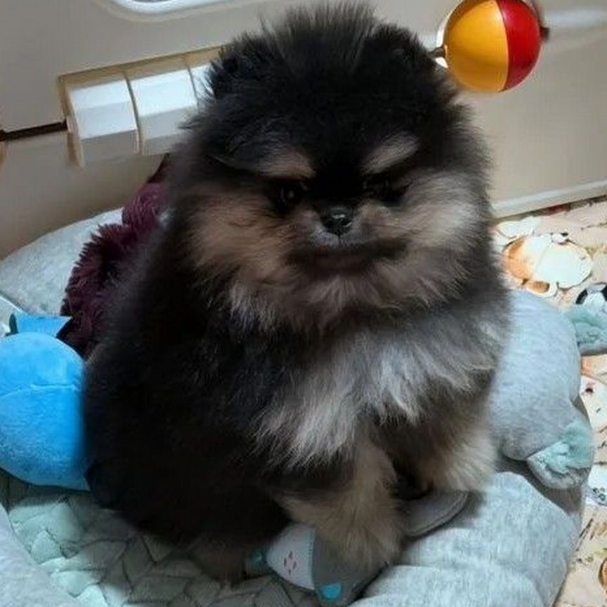 Померанский шпиц, щенок