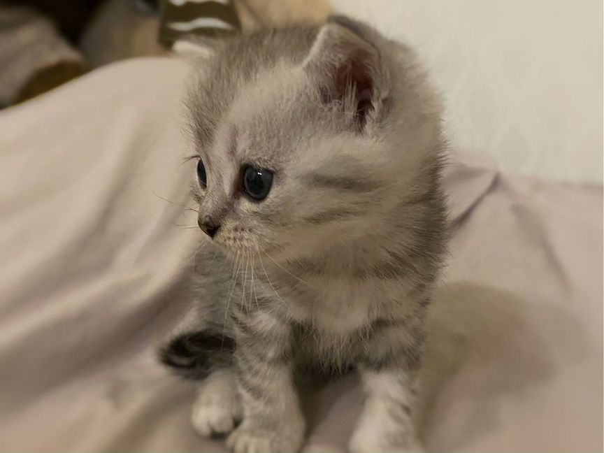 Британские котята