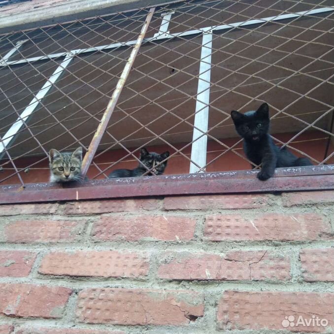 Важно Нужен дом для котят или передержка