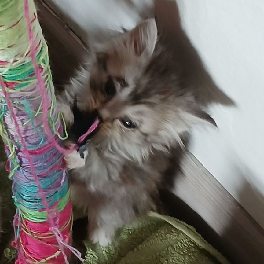 Шотландский вислоухий длинношёрстный котёнок