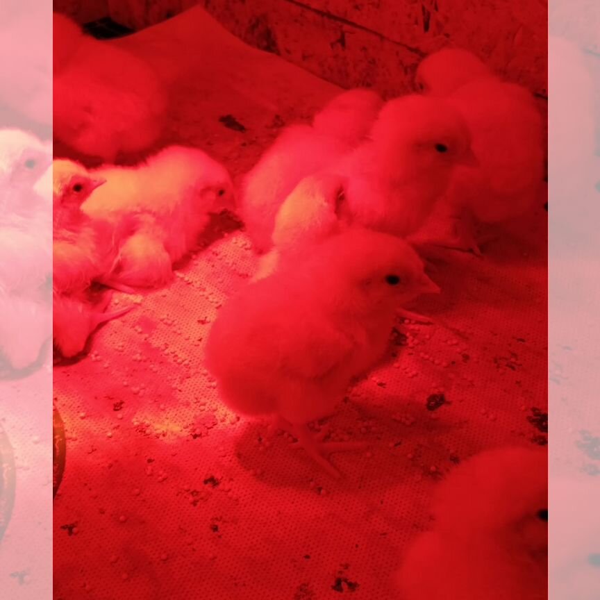 Цыплята бройлера,суточные