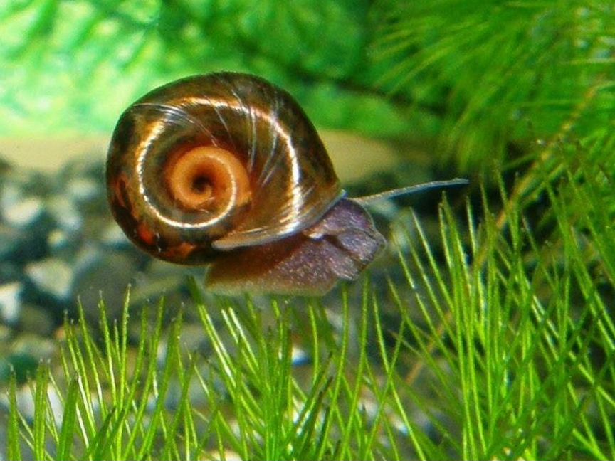 Улитка-катушка из Анапы