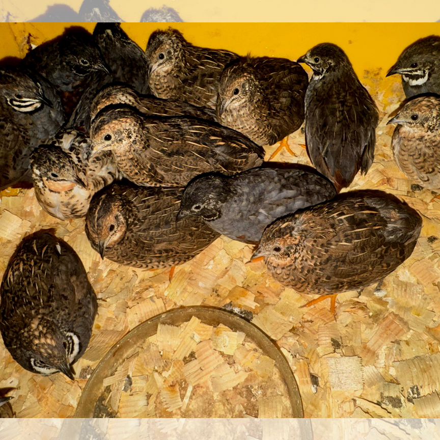 Китайский украшенный перепел