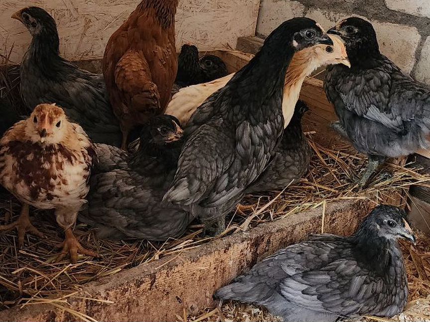 Цыплята молодки несушки доминант