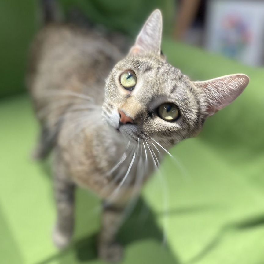 Взрослая, кошка в добрые руки