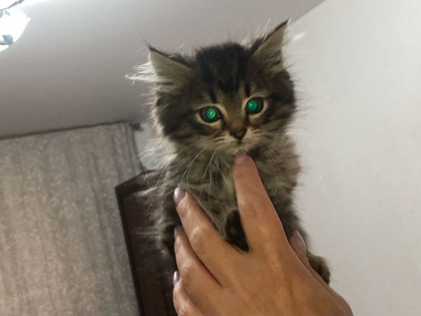 Милый котёночек в добрые ручки