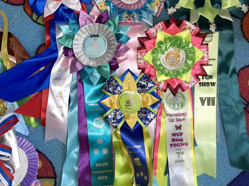 Наградные розетки с выставки кошек