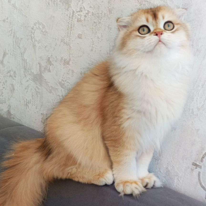 Шотландский вислоухий короткошёрстный котёнок