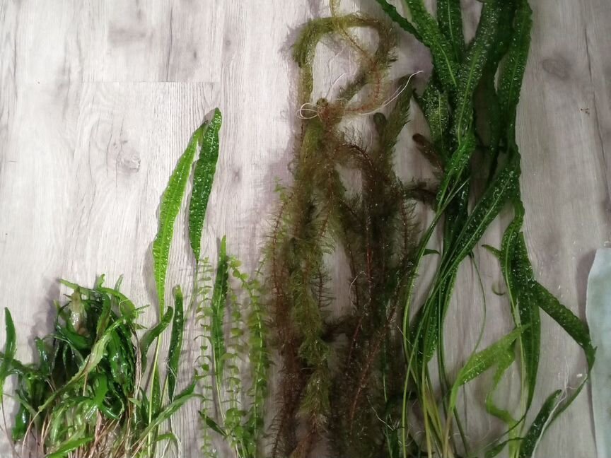 Растения в аквариум