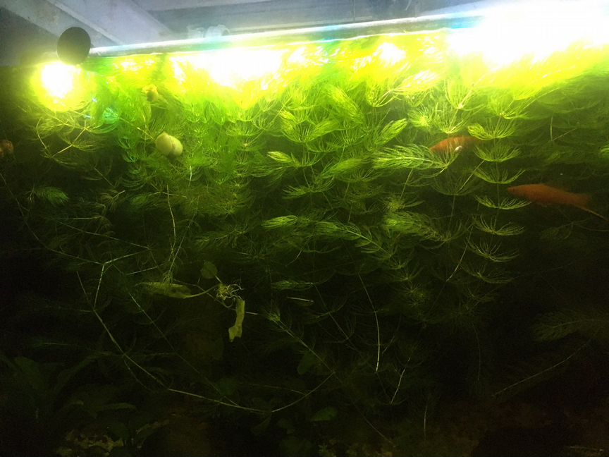 Роголистник, ряска, пистия отдам