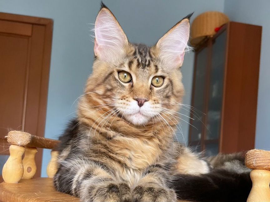 Орион. Котенок мейн кун