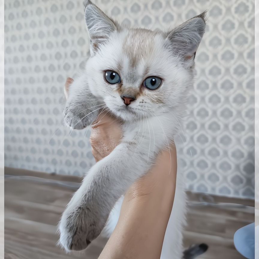 Шотландский прямоухий котик