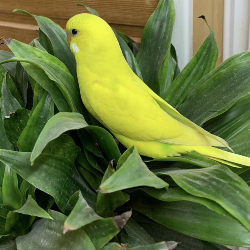 Попугай волнистый