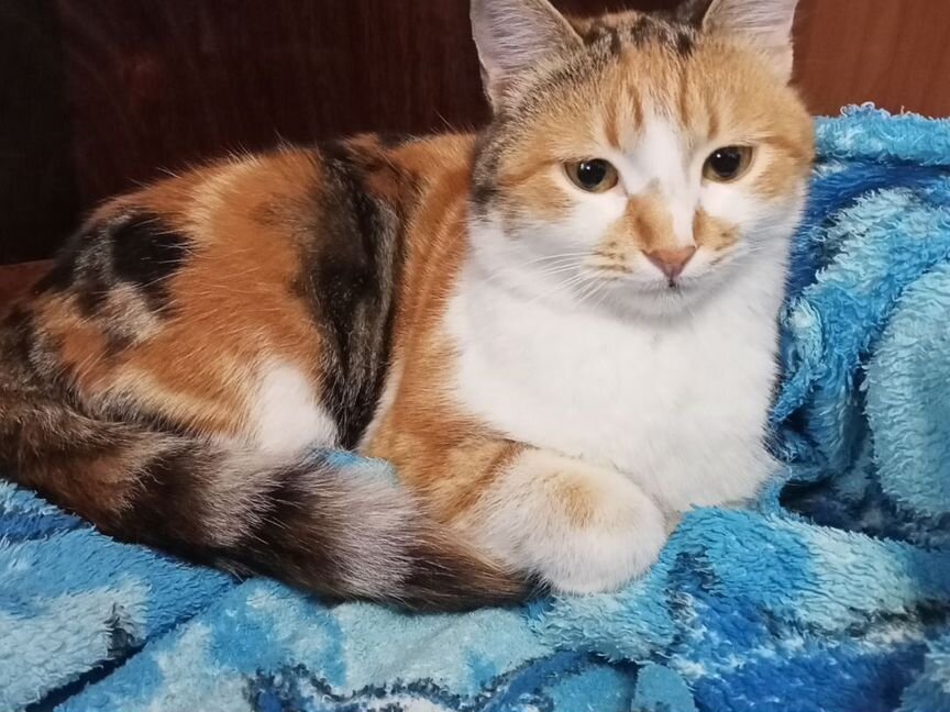 Кошка
