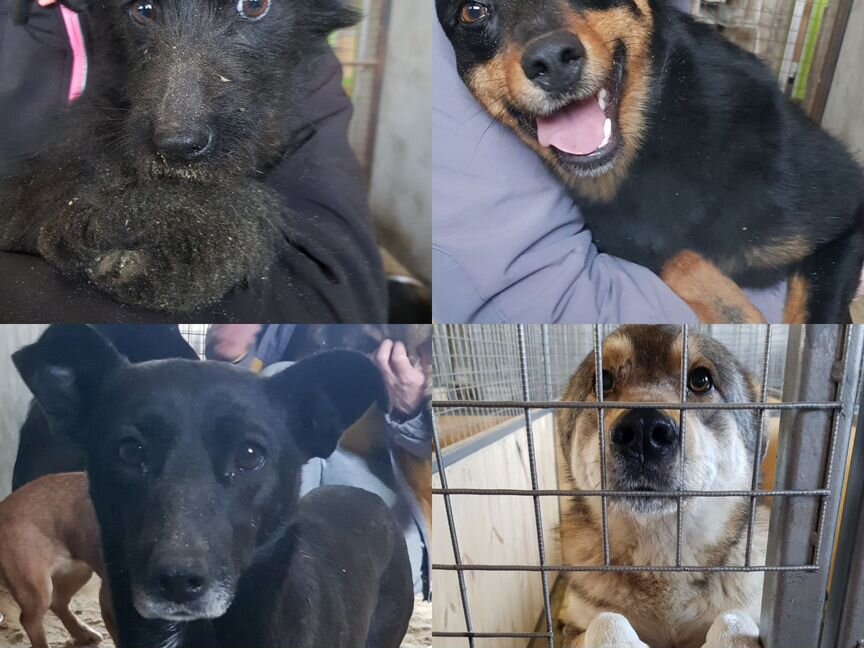 Собака приюта ищет дом, несколько дней на пристрой