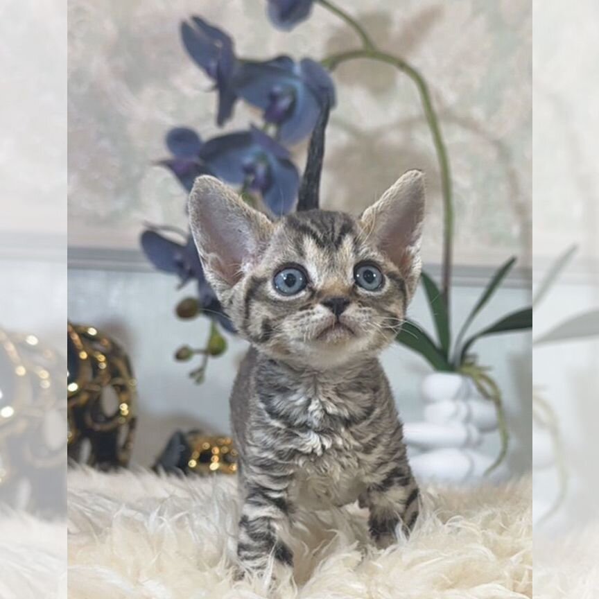 Красивая девочка