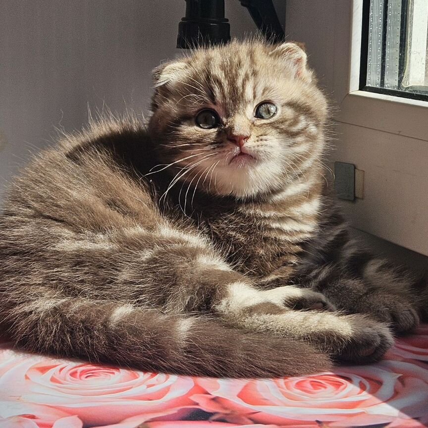 Шотландские вислоухие