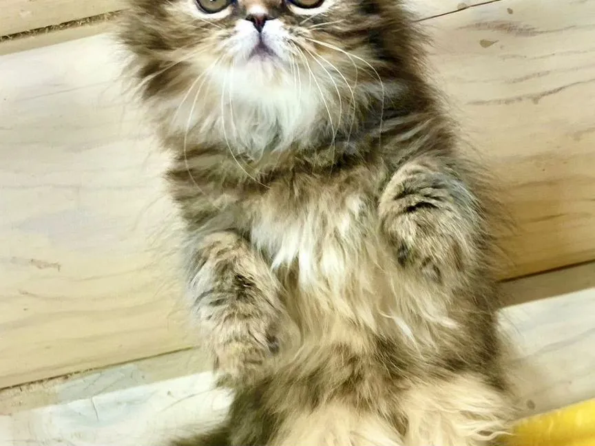Шотландские котята