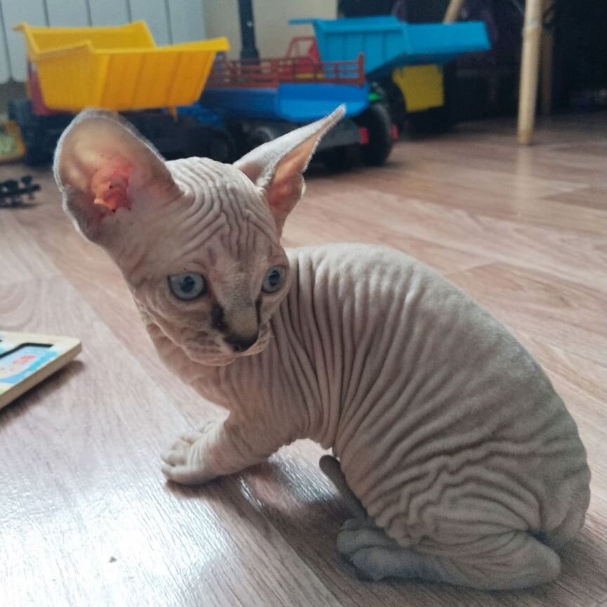 Канадский сфинкс котёнок