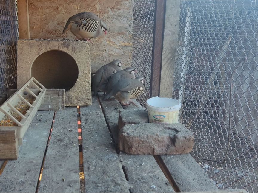 Декоративные птицы