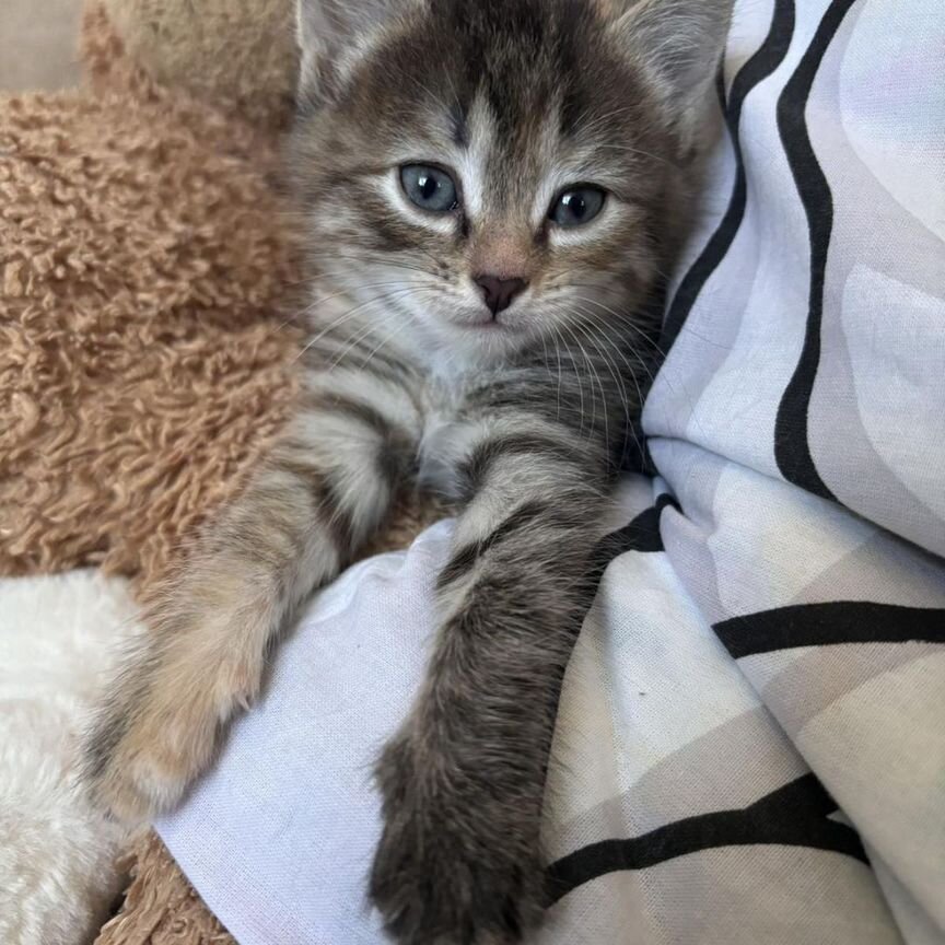 Котята бесплатно 1 месяц