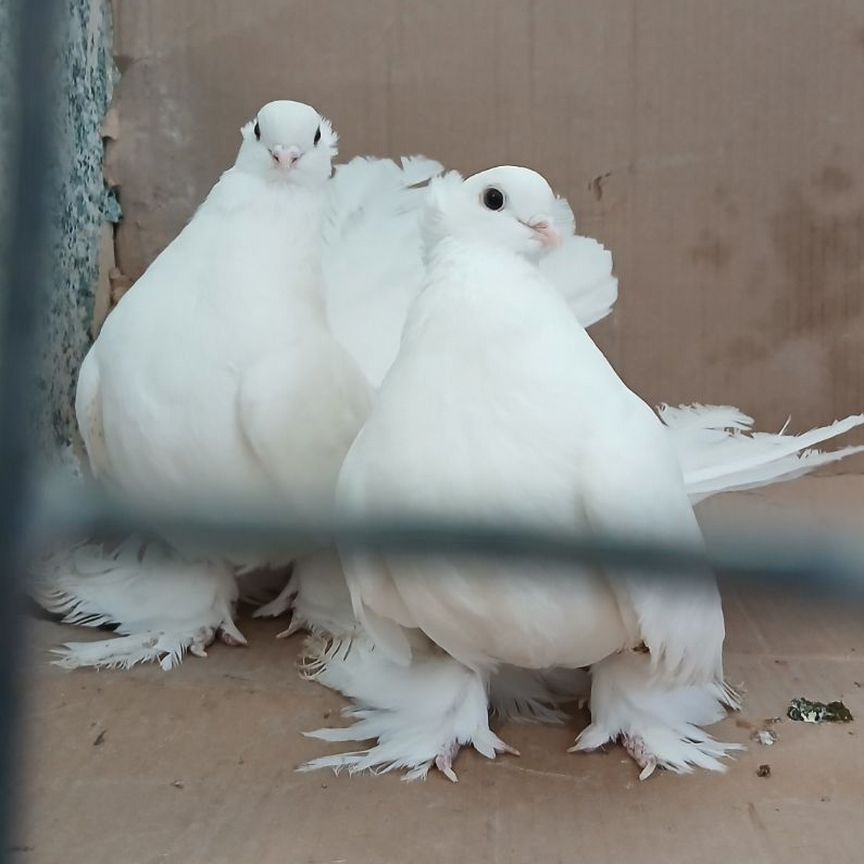 Продажа голубей