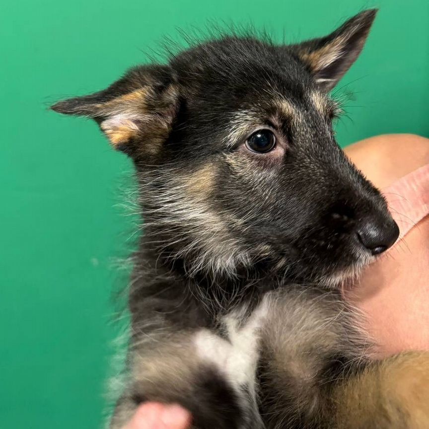 Щенки в добрые руки