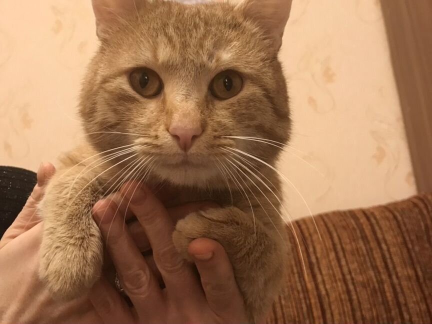 Кот Отличный Кот